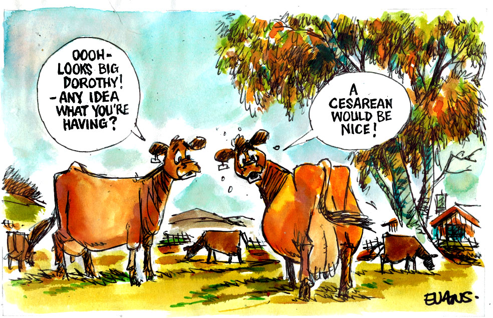 Evans Cartoons